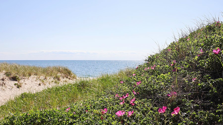 Spring on Cape Cod and the Islands
